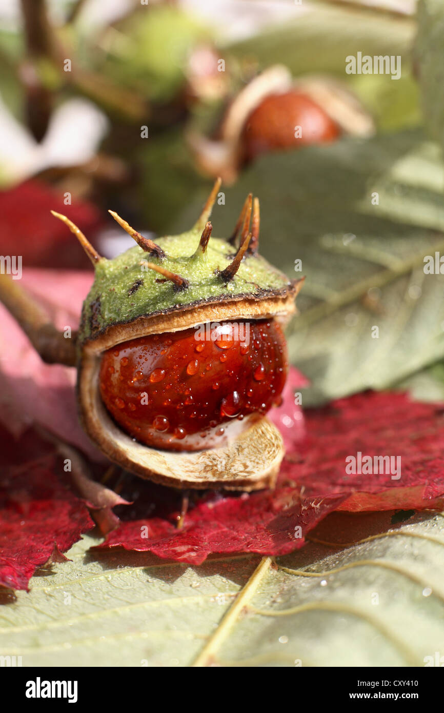 Horse Chestnut (Aesculus hippocastanum), split fruit capsule on autumn ...