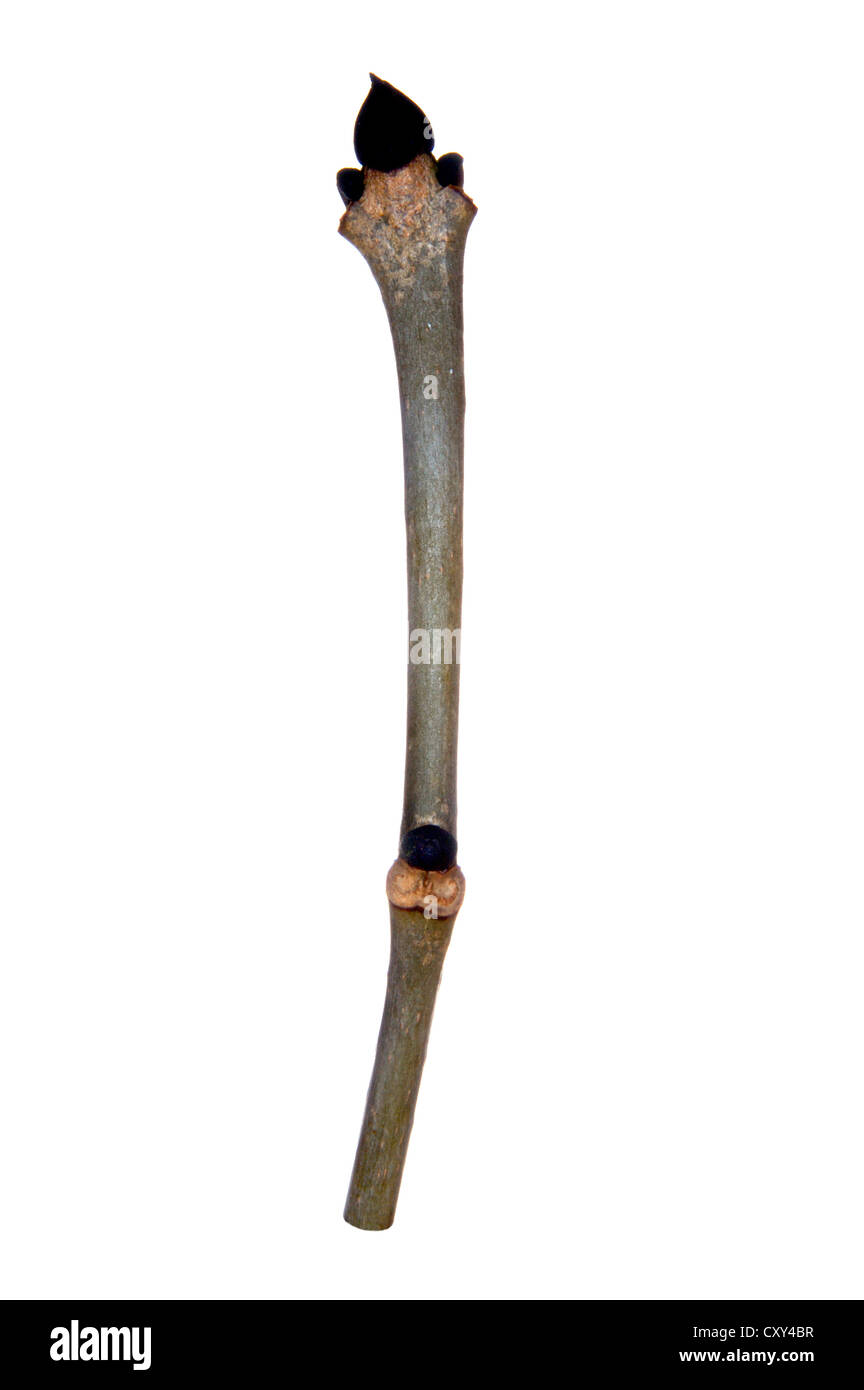 Ash fraxinus excelsior oleaceae Cut Out Stock Images & Pictures - Alamy