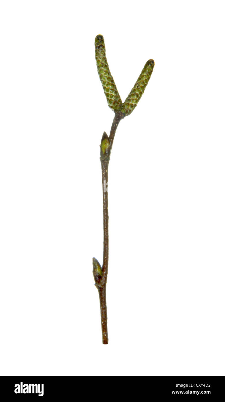 Birch tree betula winter hi-res stock photography and images - Alamy