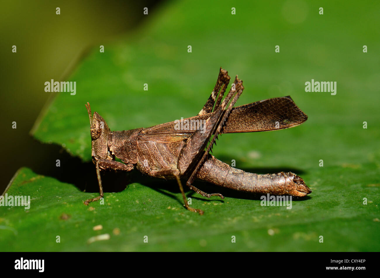 beautiful adult grasshopper sitting on branch in Thai forest Stock ...