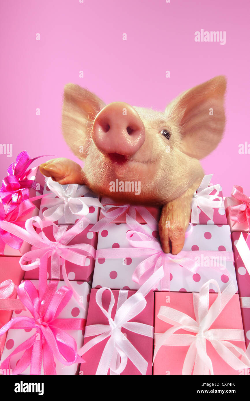 Piglet resting on stacked gifts Stock Photo - Alamy