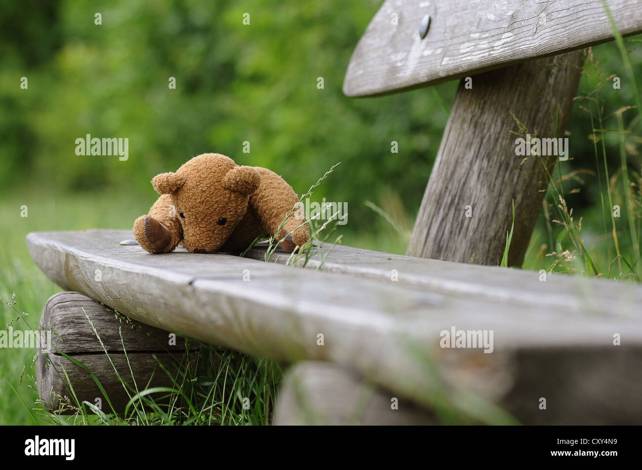 Forgotten teddy bear on a wooden bench Stock Photo - Alamy