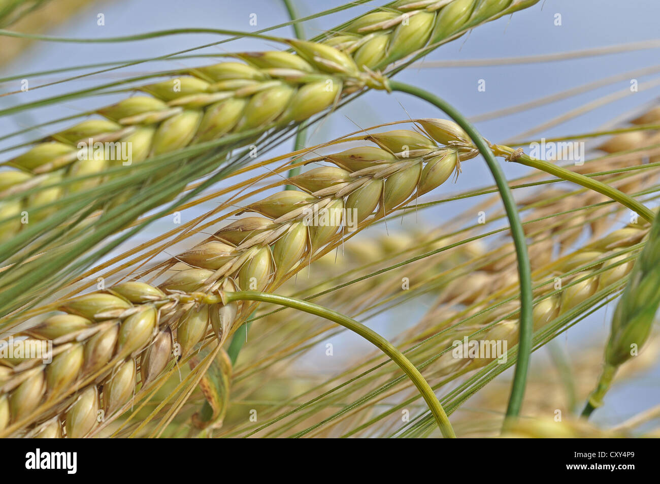 Details grain rye during hi-res stock photography and images - Alamy