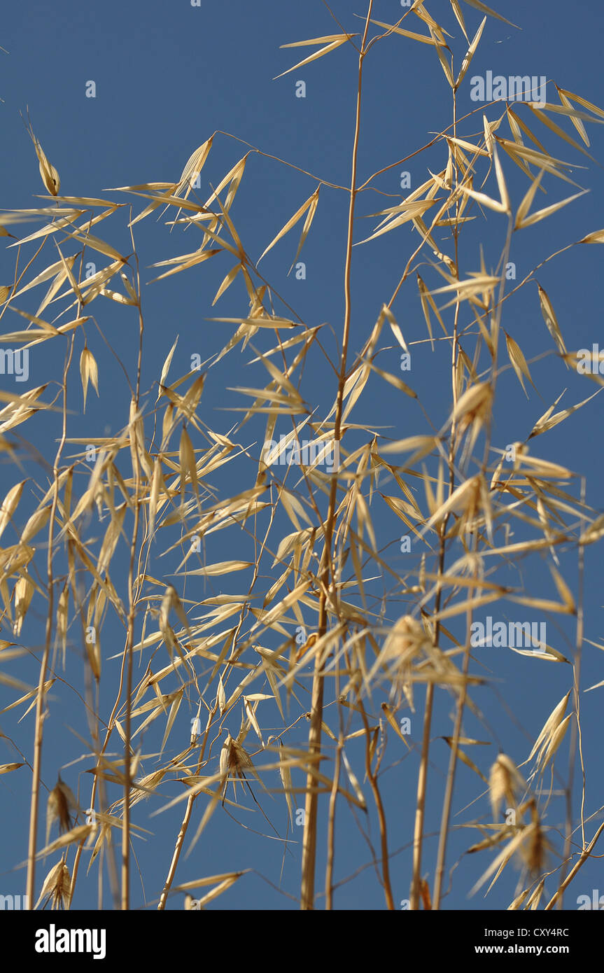 Greece grain hi-res stock photography and images - Alamy