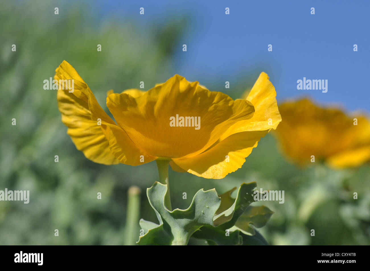 Yellow Poppy Species High Resolution Stock Photography and Images - Alamy