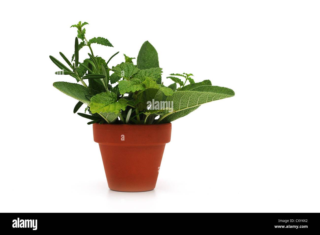 Fresh herbs in a flower pot Stock Photo - Alamy