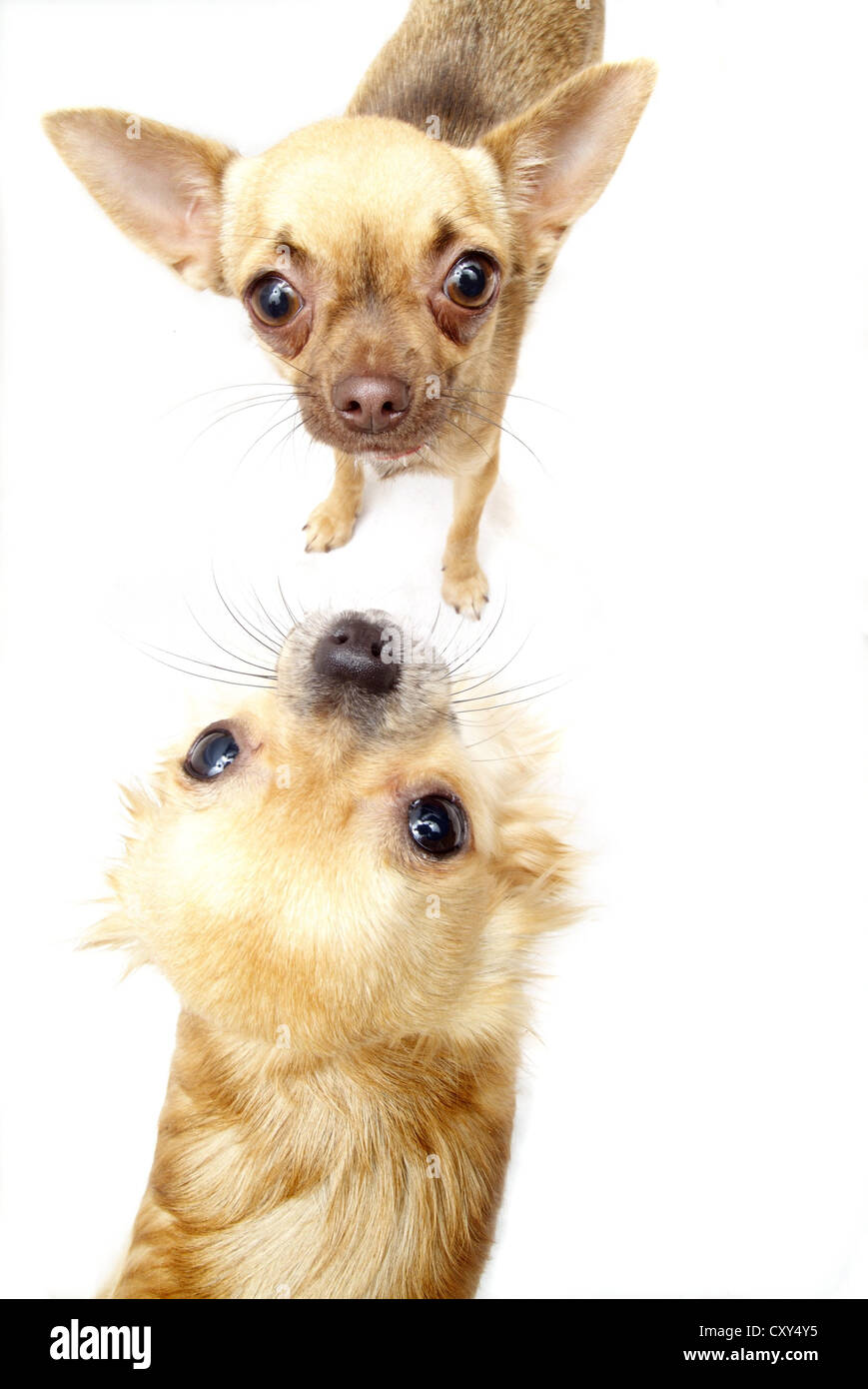 Two chihuahuas dog hi-res stock photography and images - Alamy
