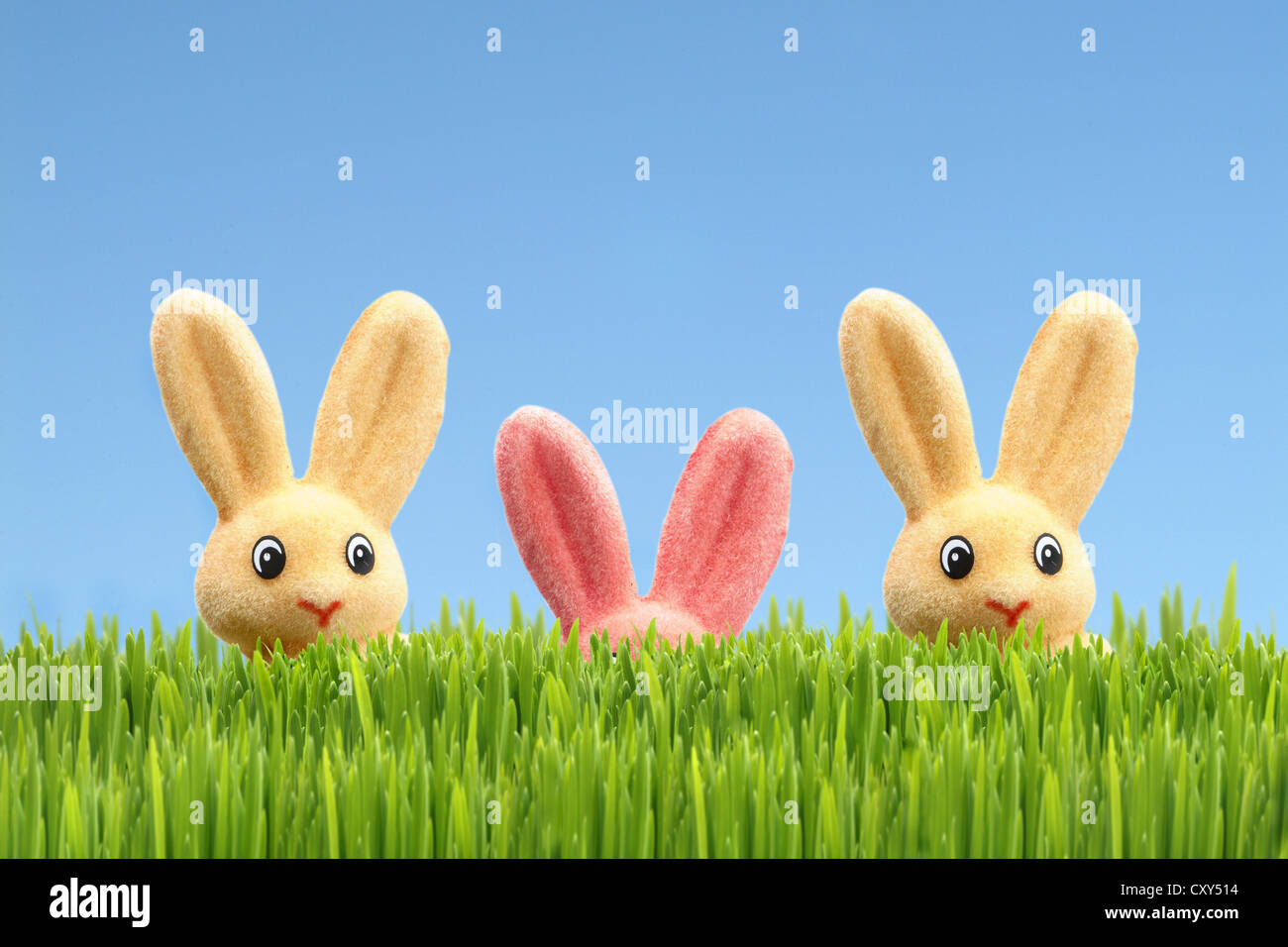 Three Easter bunnies, one is hiding, Easter decoration, green grass ...