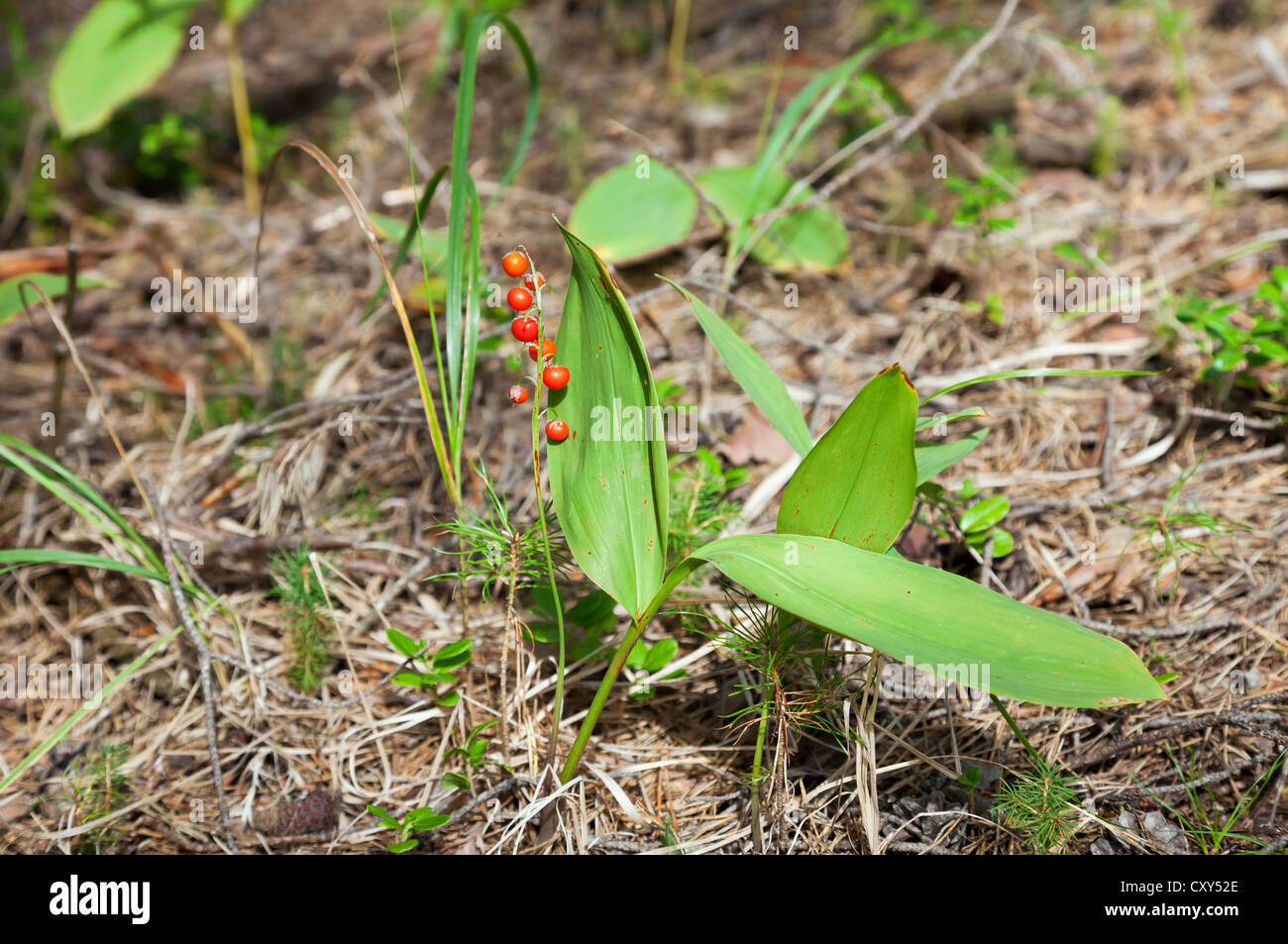Fresh lilies of the valley with berry seed Stock Photo - Alamy