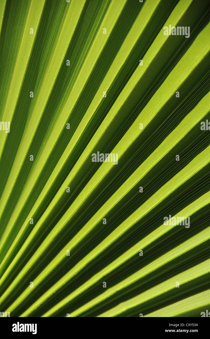 Fan shaped plants hi-res stock photography and images - Alamy