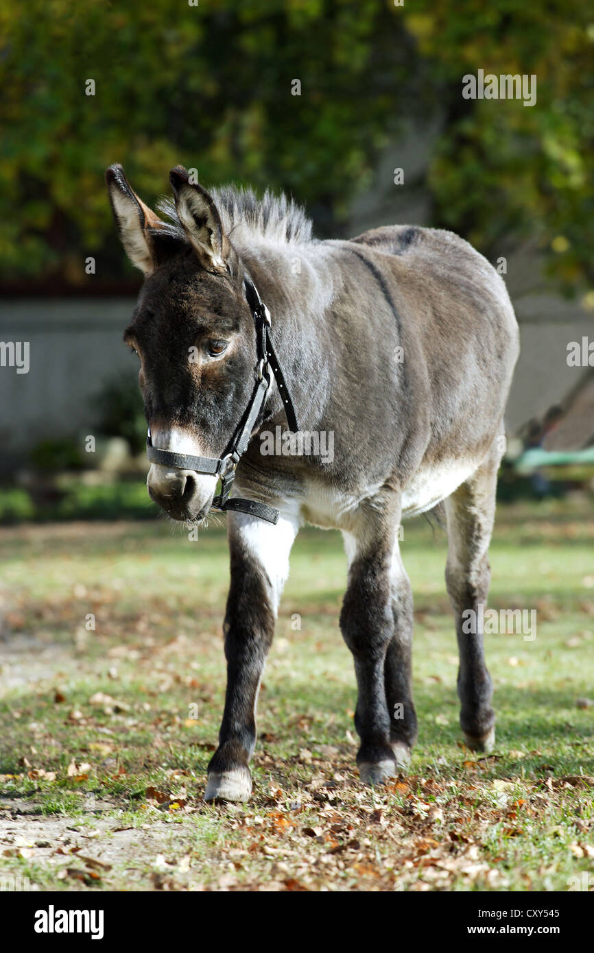 donkey on grass Stock Photo - Alamy
