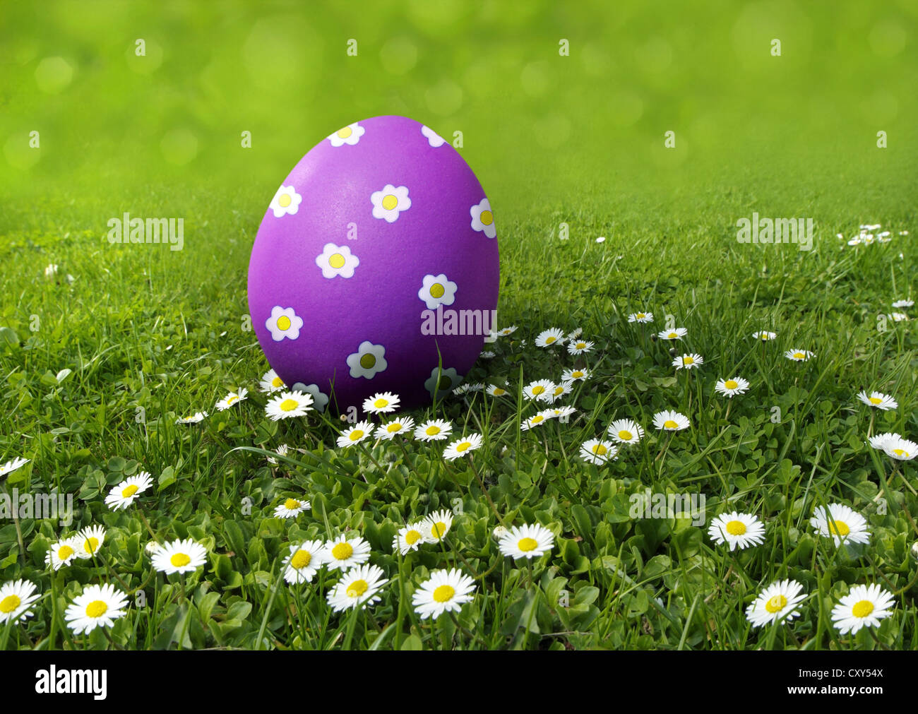 Purple Easter egg painted with daisies on a meadow with daisies Stock ...