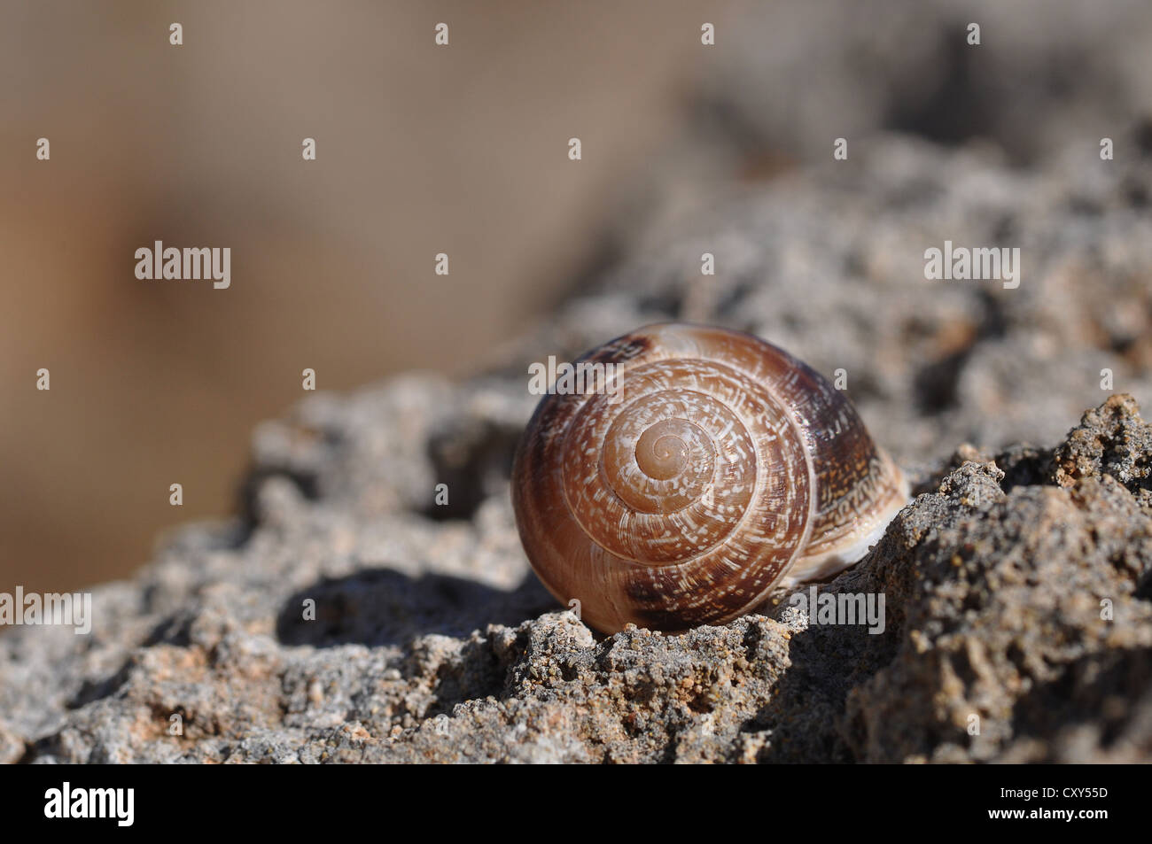 Shell of a snail (Helicidae Stock Photo - Alamy