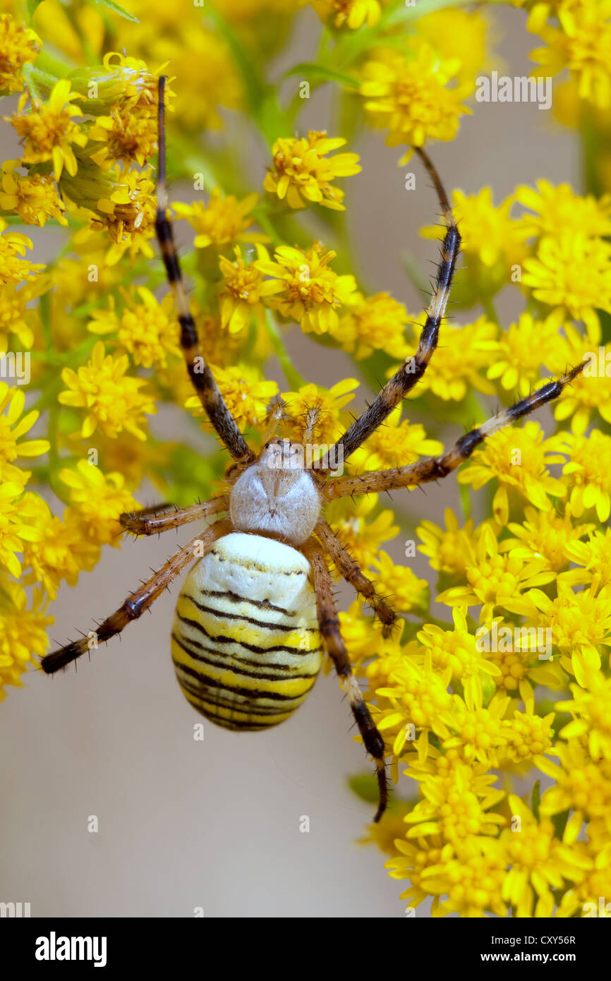 spider Argiope bruennichi Stock Photo - Alamy