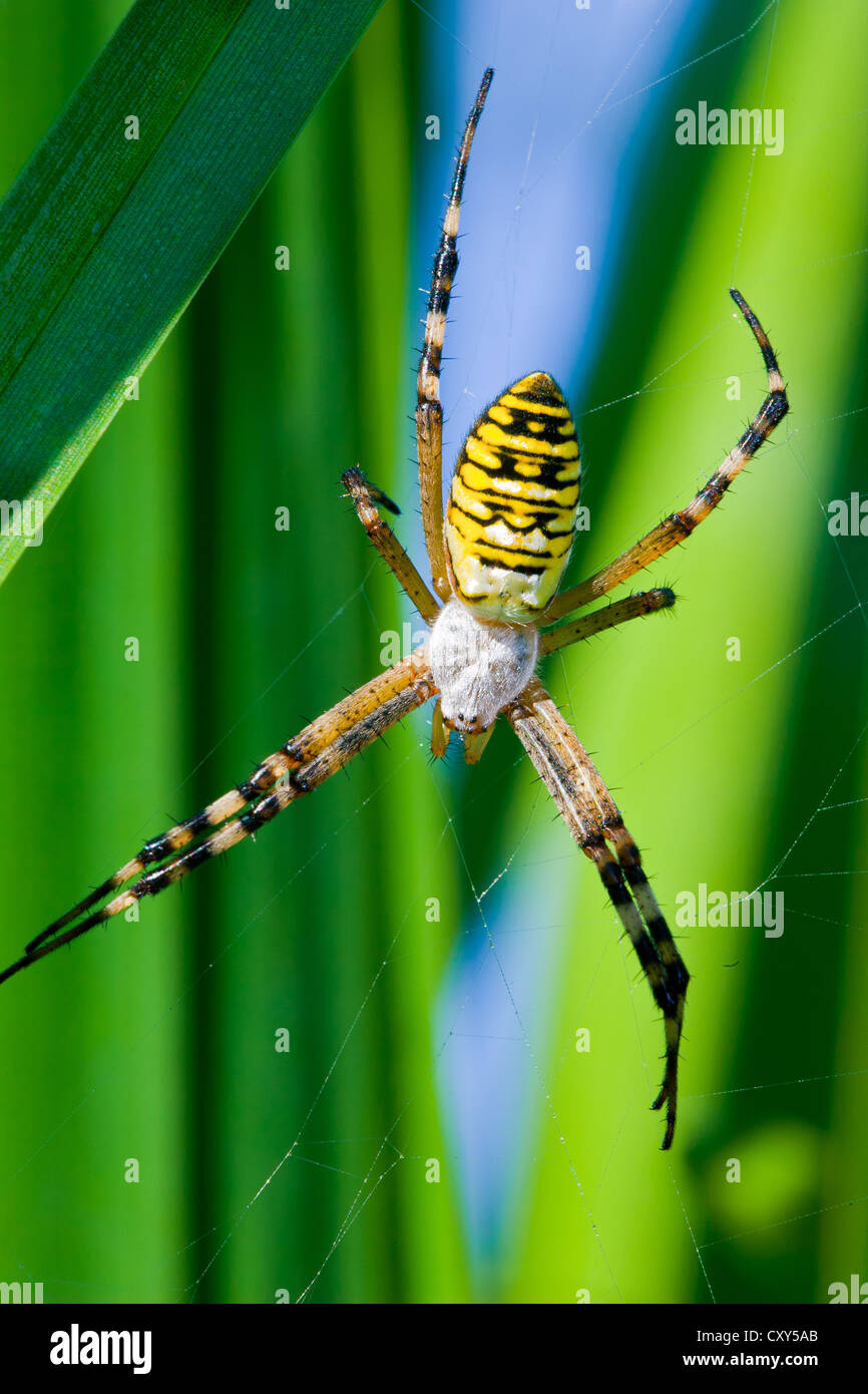 Argiope spider hi-res stock photography and images - Alamy