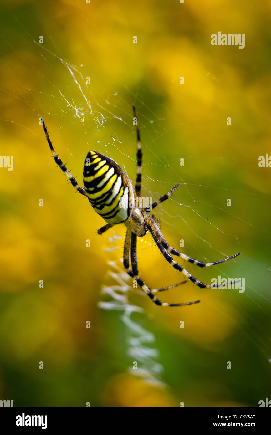 Argiope spider hi-res stock photography and images - Alamy