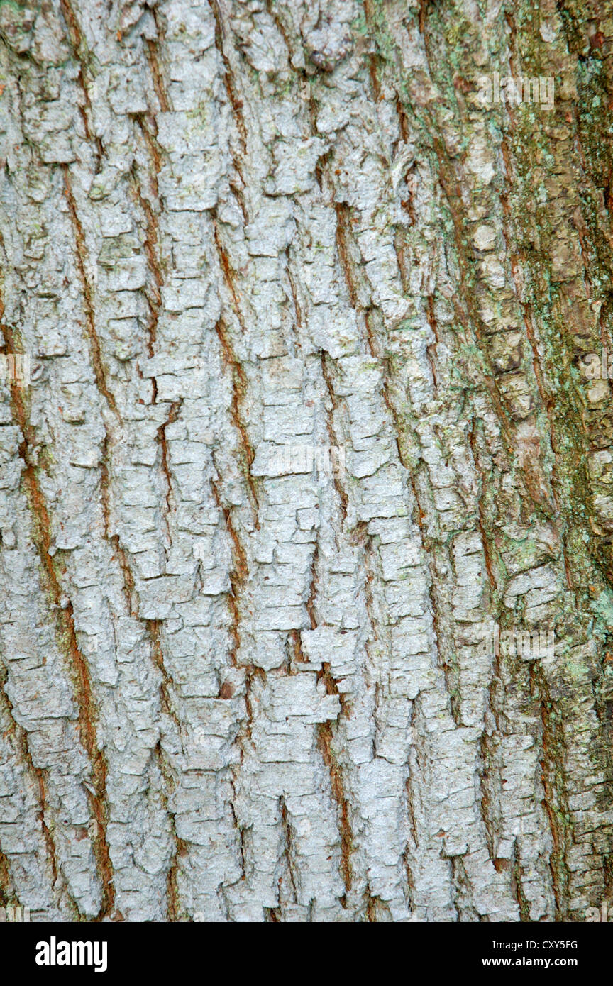 Close up sweet chestnut tree bark hi-res stock photography and images ...