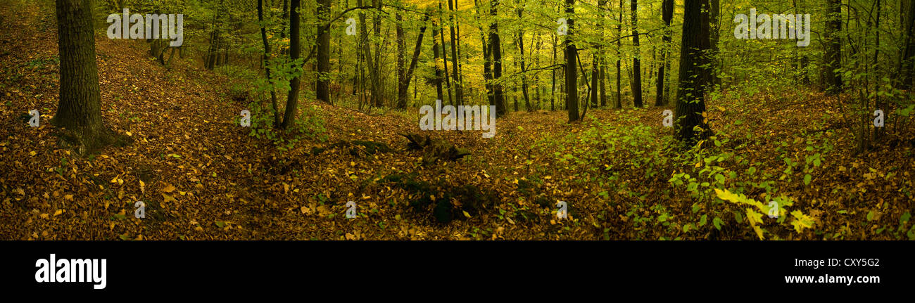 Twing branch hi-res stock photography and images - Alamy