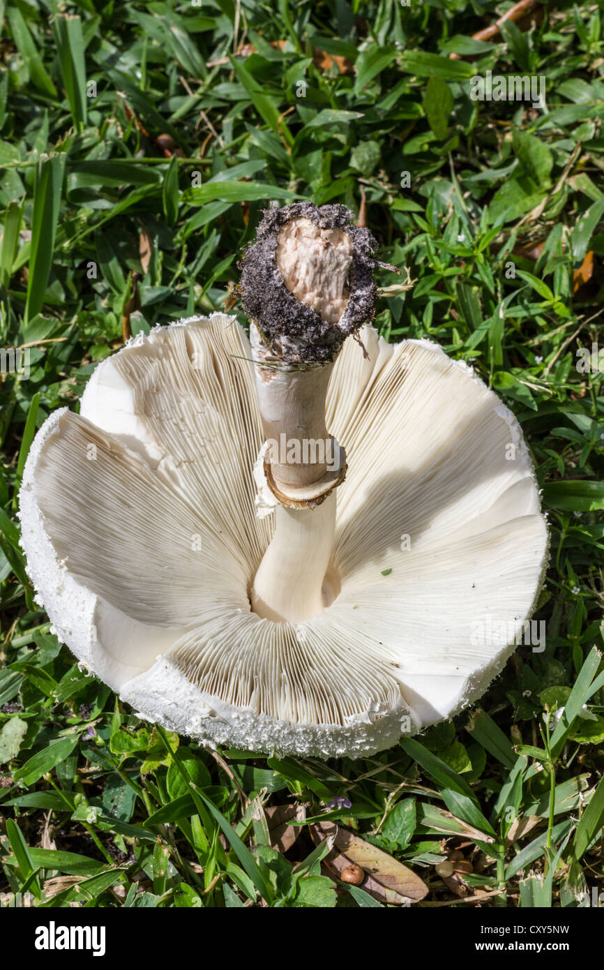 Mushroom Fungus Spores Gills High Resolution Stock Photography and ...