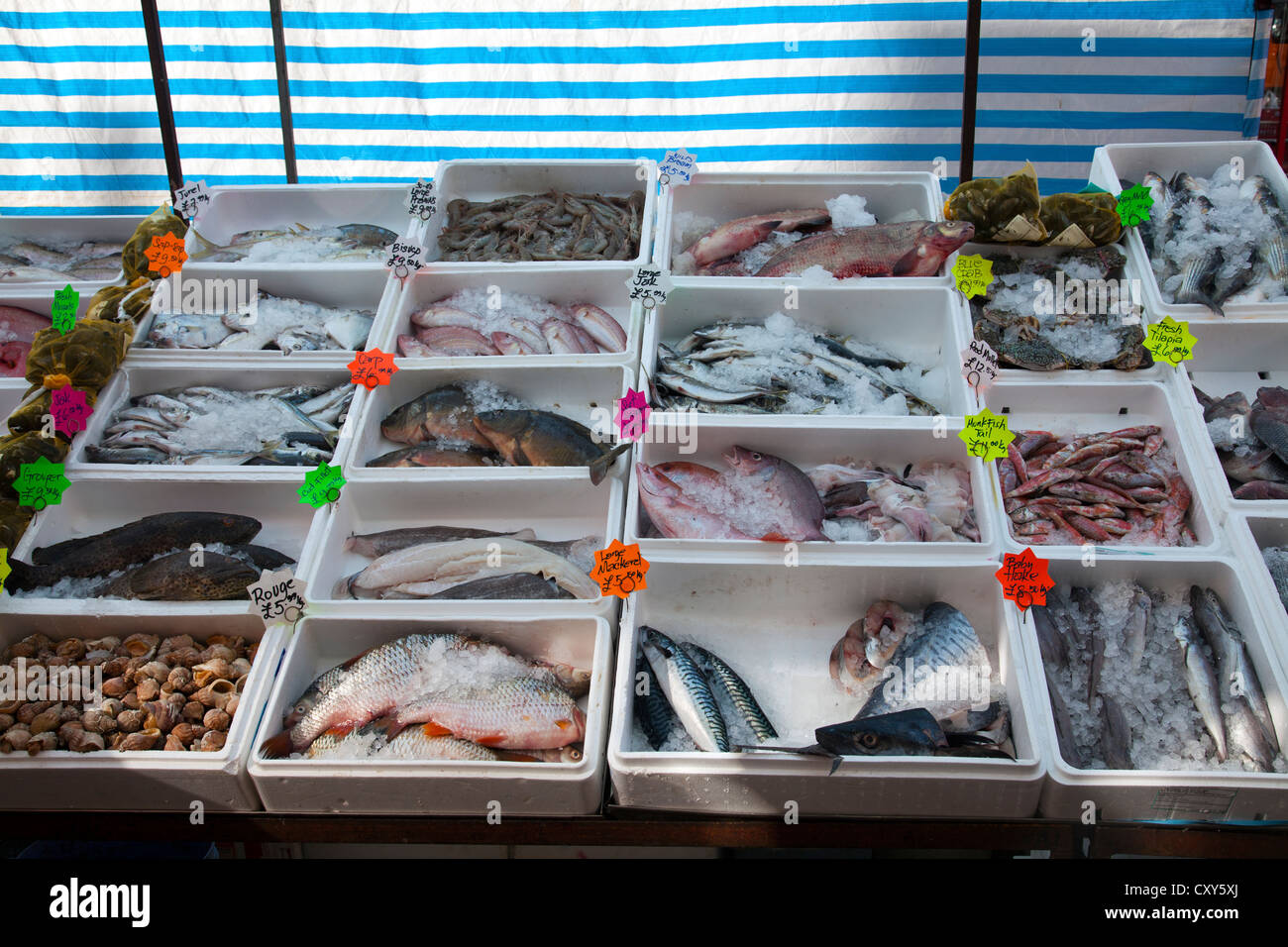 Rd fish hi-res stock photography and images - Alamy