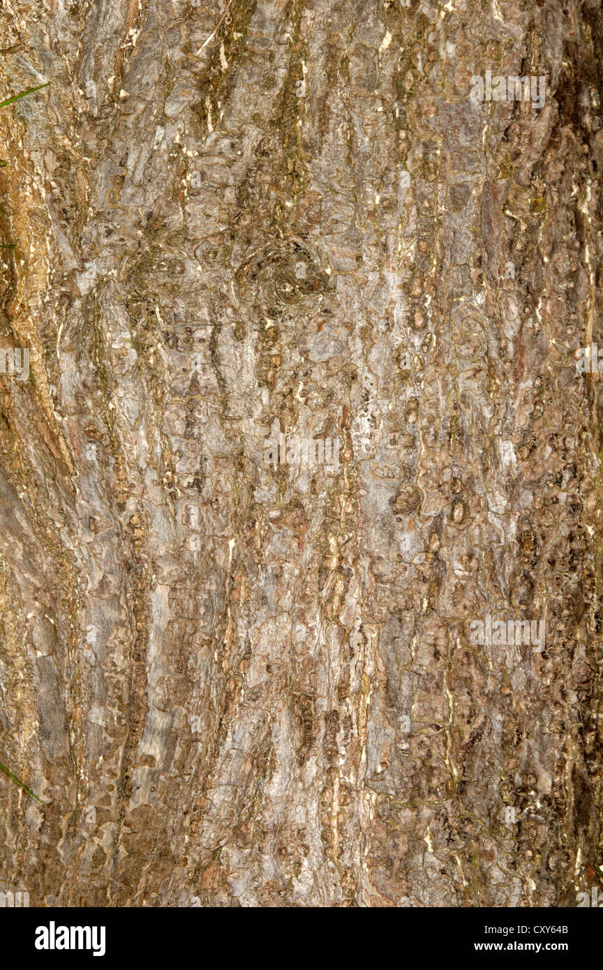 Common lime tree bark hi-res stock photography and images - Alamy
