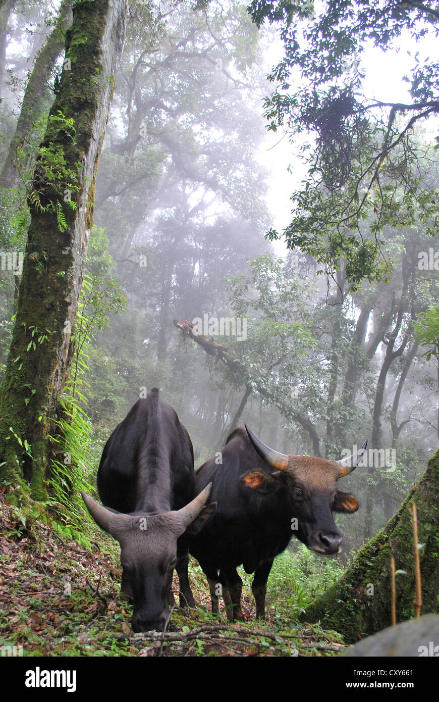 Mithun hi-res stock photography and images - Alamy