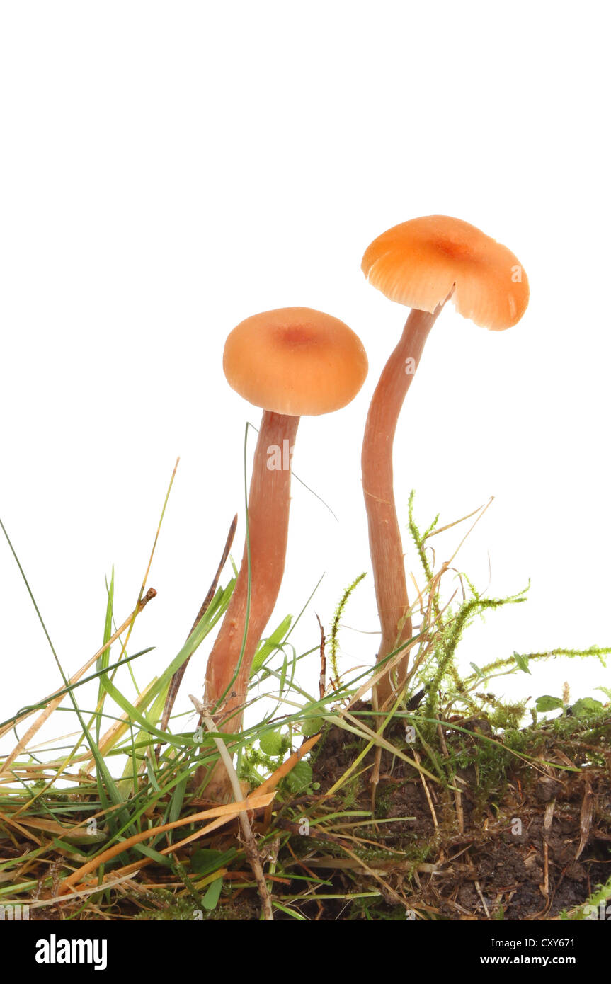 Toadstools in grass hi-res stock photography and images - Alamy