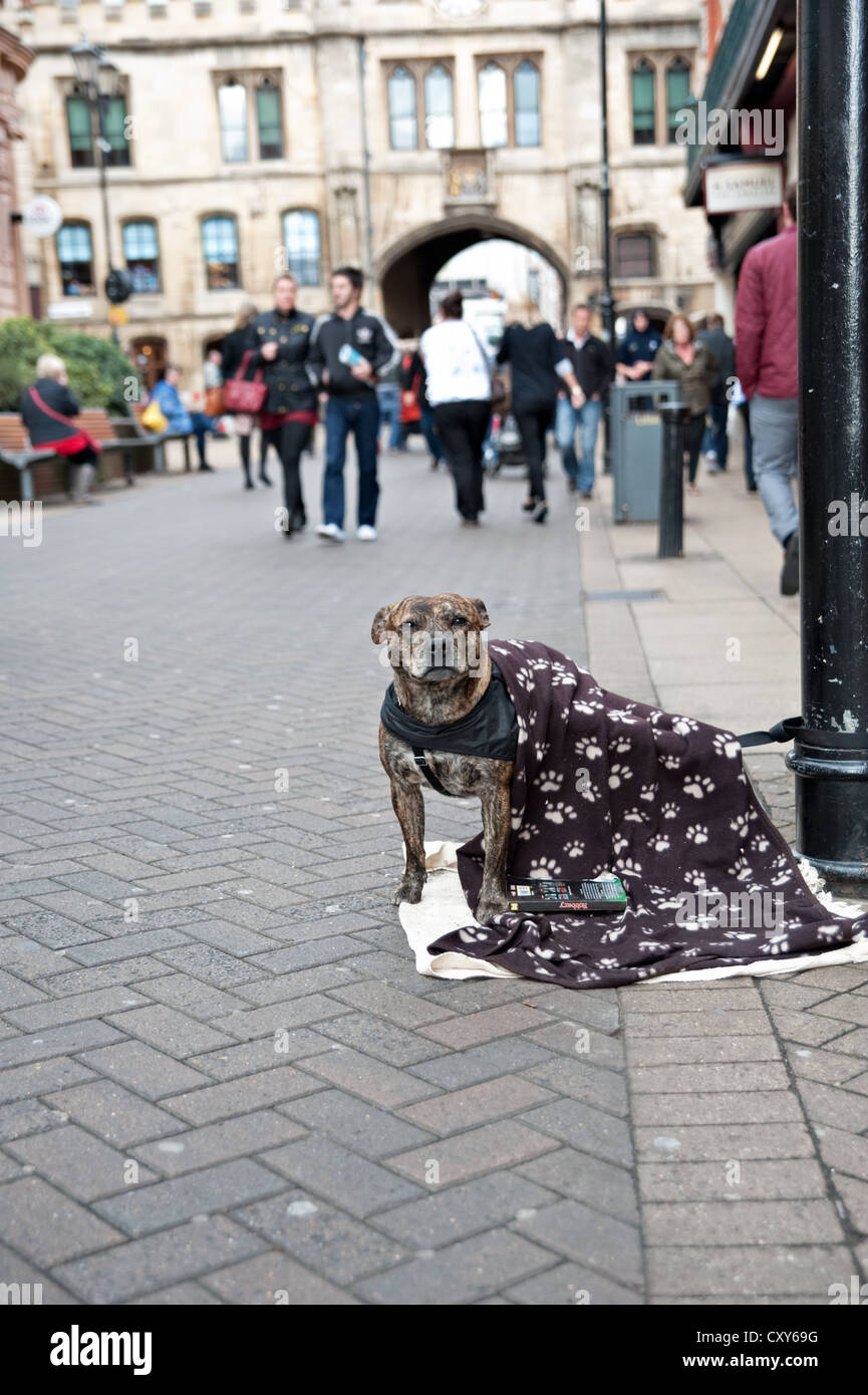 A homeless dog Stock Photo - Alamy