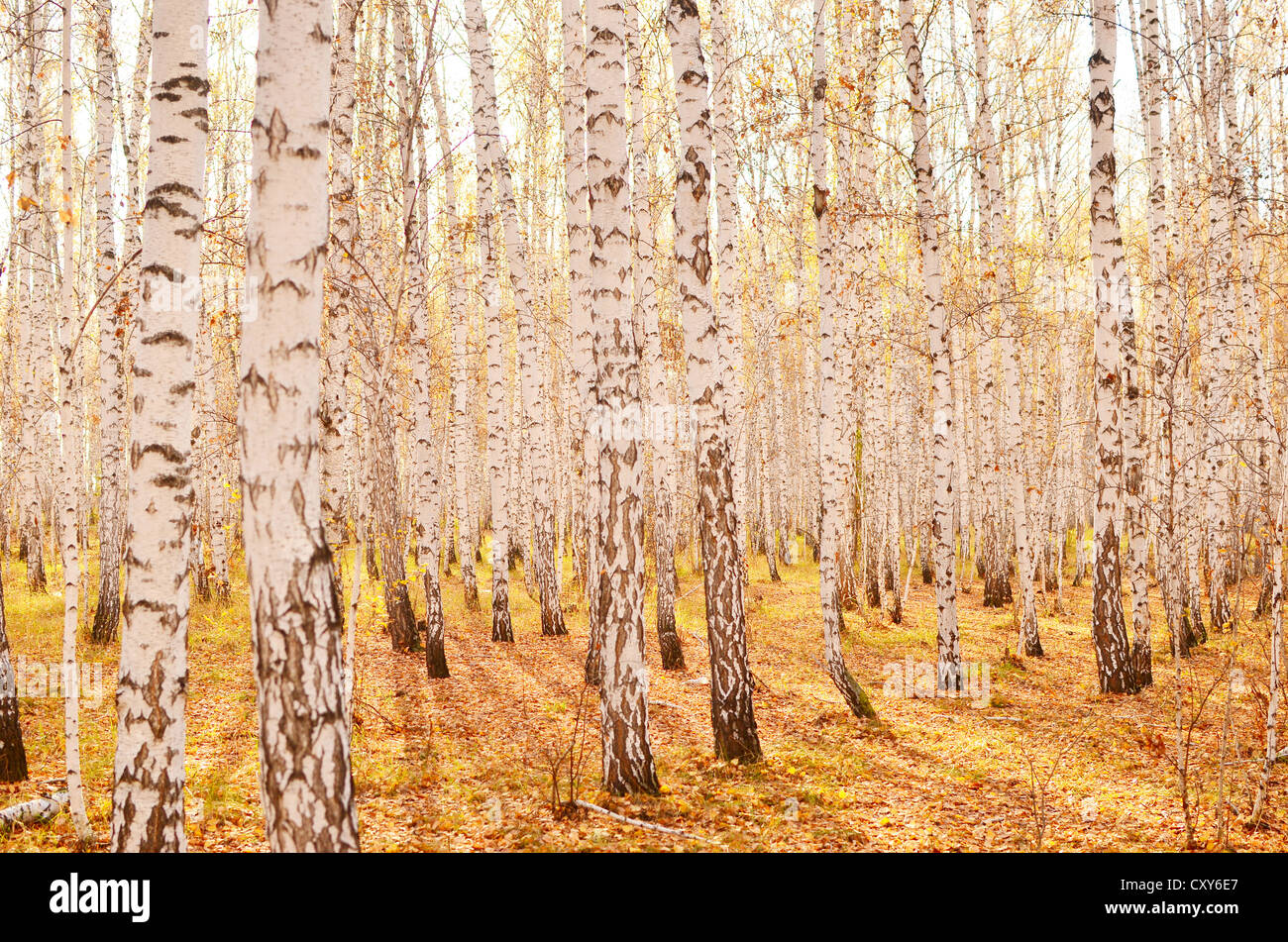 autumn birch forest Stock Photo - Alamy