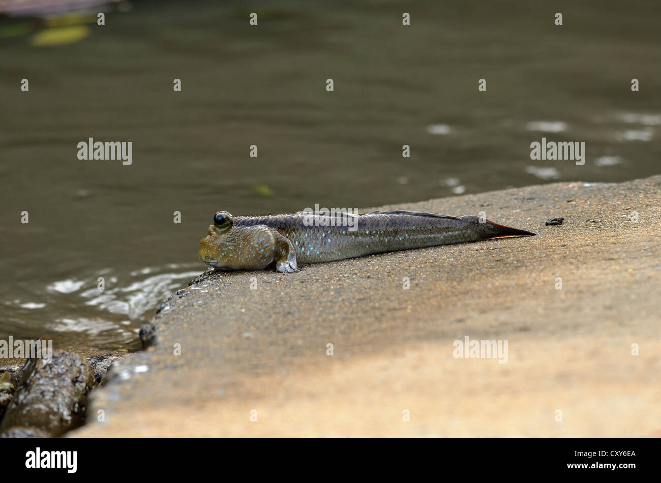 Mudskipper climbing hi-res stock photography and images - Alamy