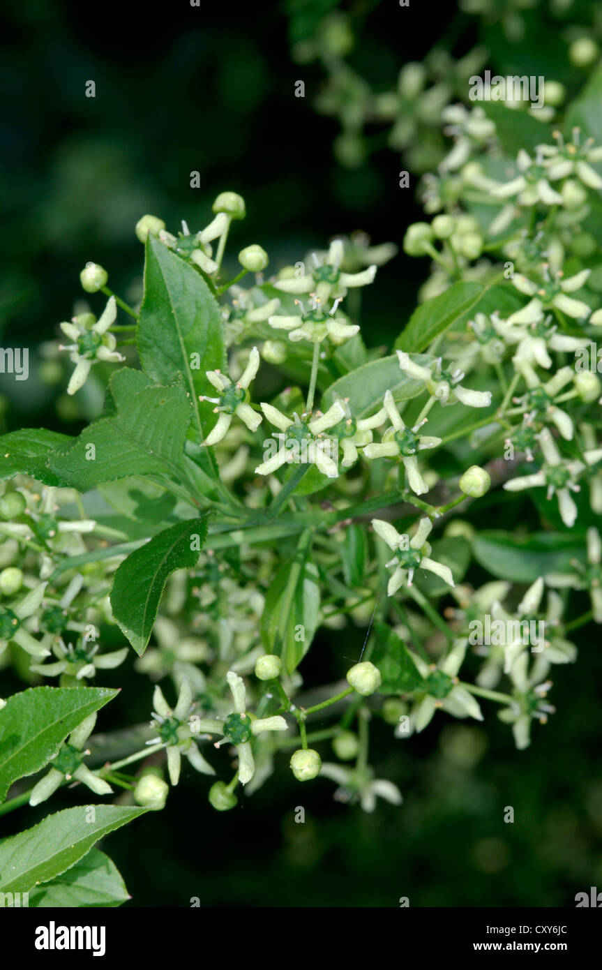 Spindle Euonymus europaeus Celastraceae Stock Photo - Alamy