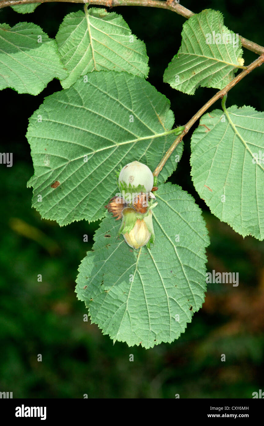 Hazel Corylus avellana Betulaceae Stock Photo - Alamy