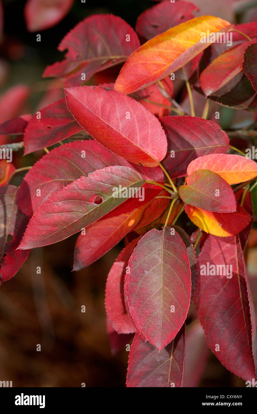 Snowy Mespil Amelanchier ovalis (Rosaceae Stock Photo - Alamy