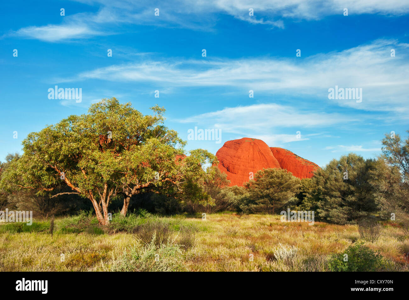 Bushland park australia hi-res stock photography and images - Alamy