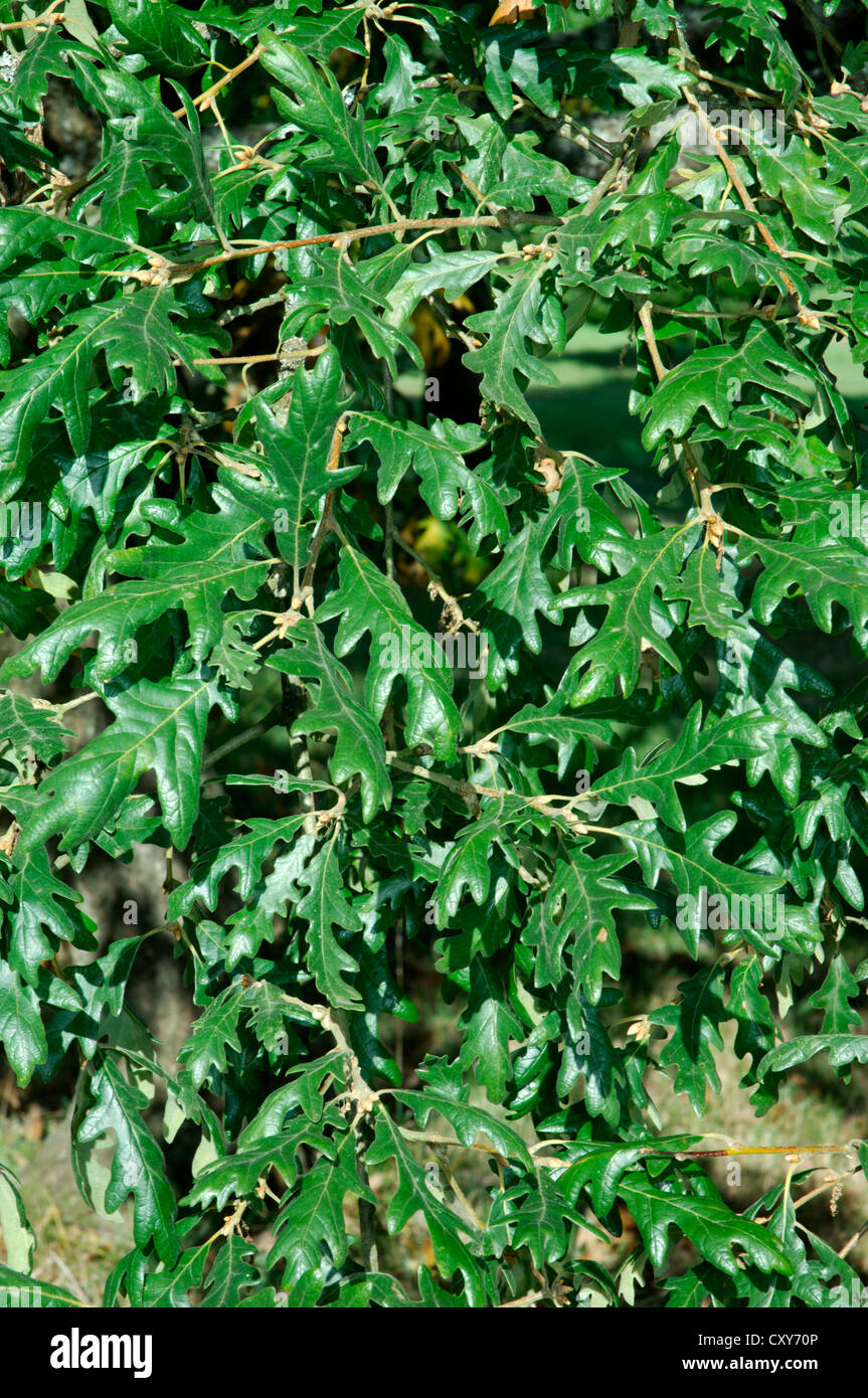 Pyrenean Oak Quercus pyrenaica (Fagaceae Stock Photo - Alamy