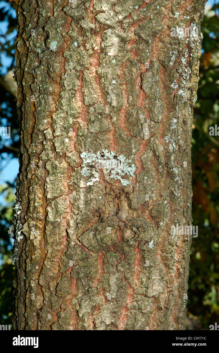 Pyrenean Oak Quercus pyrenaica (Fagaceae Stock Photo - Alamy