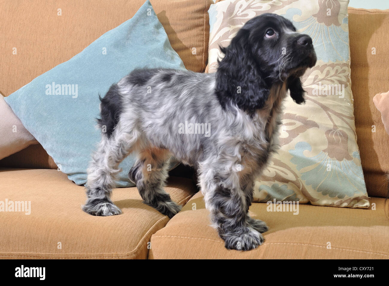 Puppy roan cocker spaniel standing on a sofa Stock Photo - Alamy