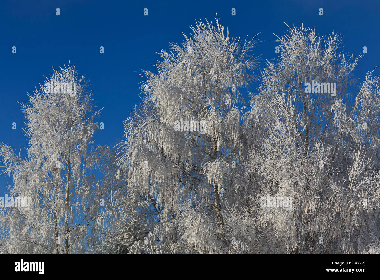 Frozen trees and landscape hi-res stock photography and images - Alamy