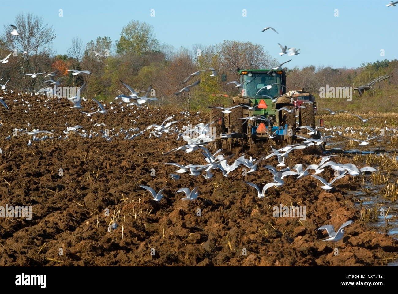 Gulls following tractor plowing field Stock Photo - Alamy