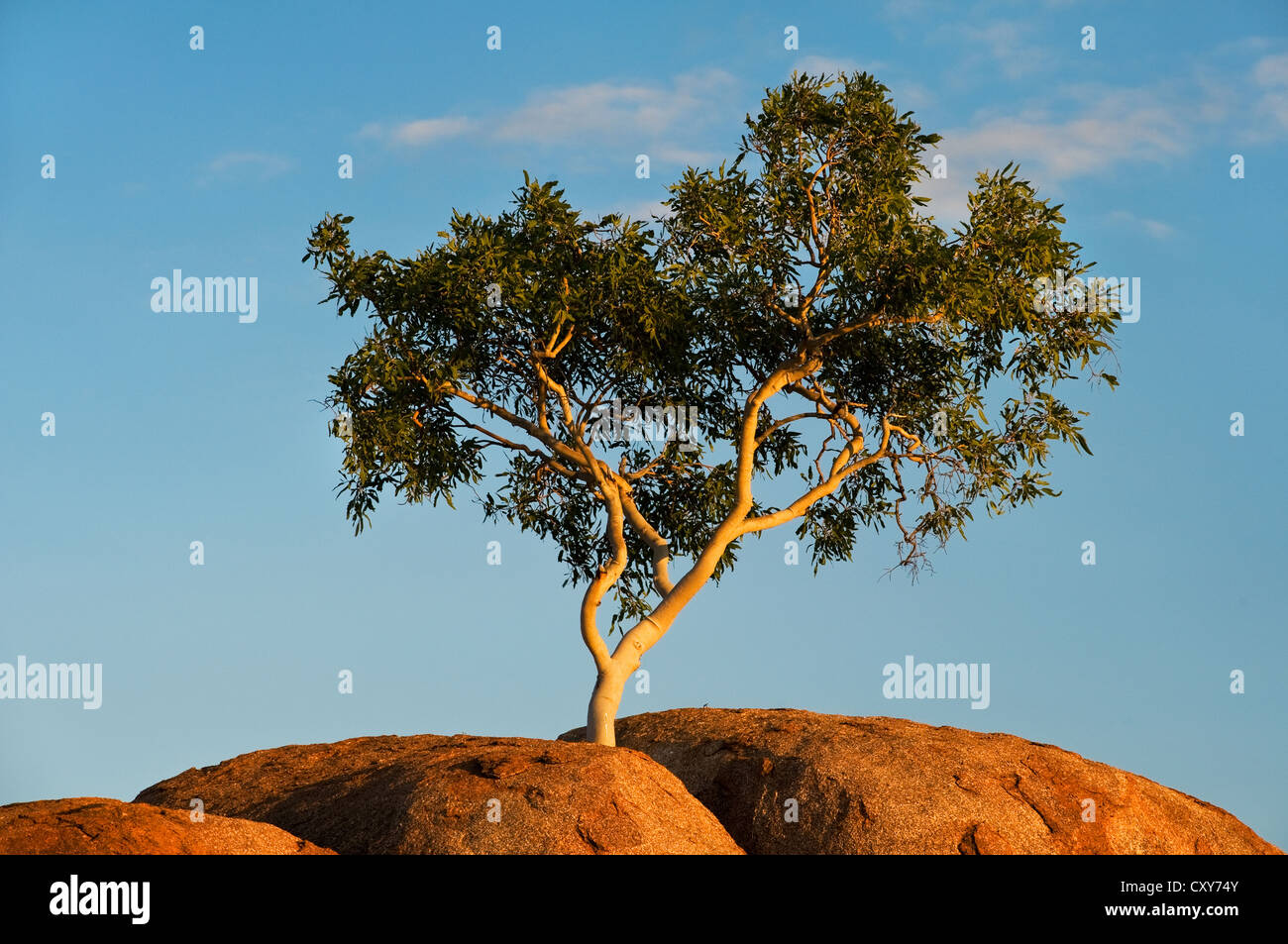 Sunset and gum tree hi-res stock photography and images - Alamy