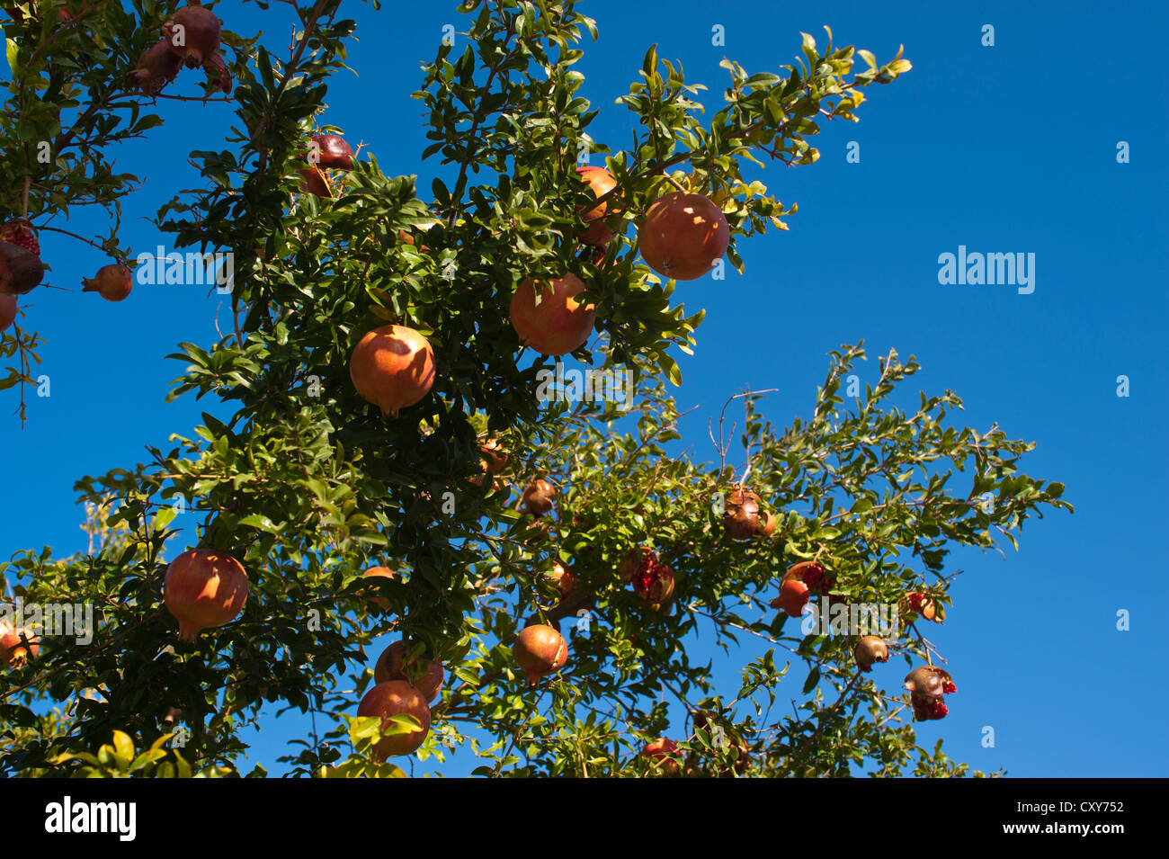 Pomegranate tree with fruits Stock Photo - Alamy
