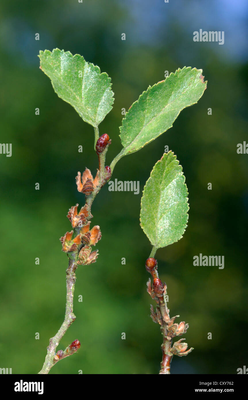 Antarctic beech hi-res stock photography and images - Alamy