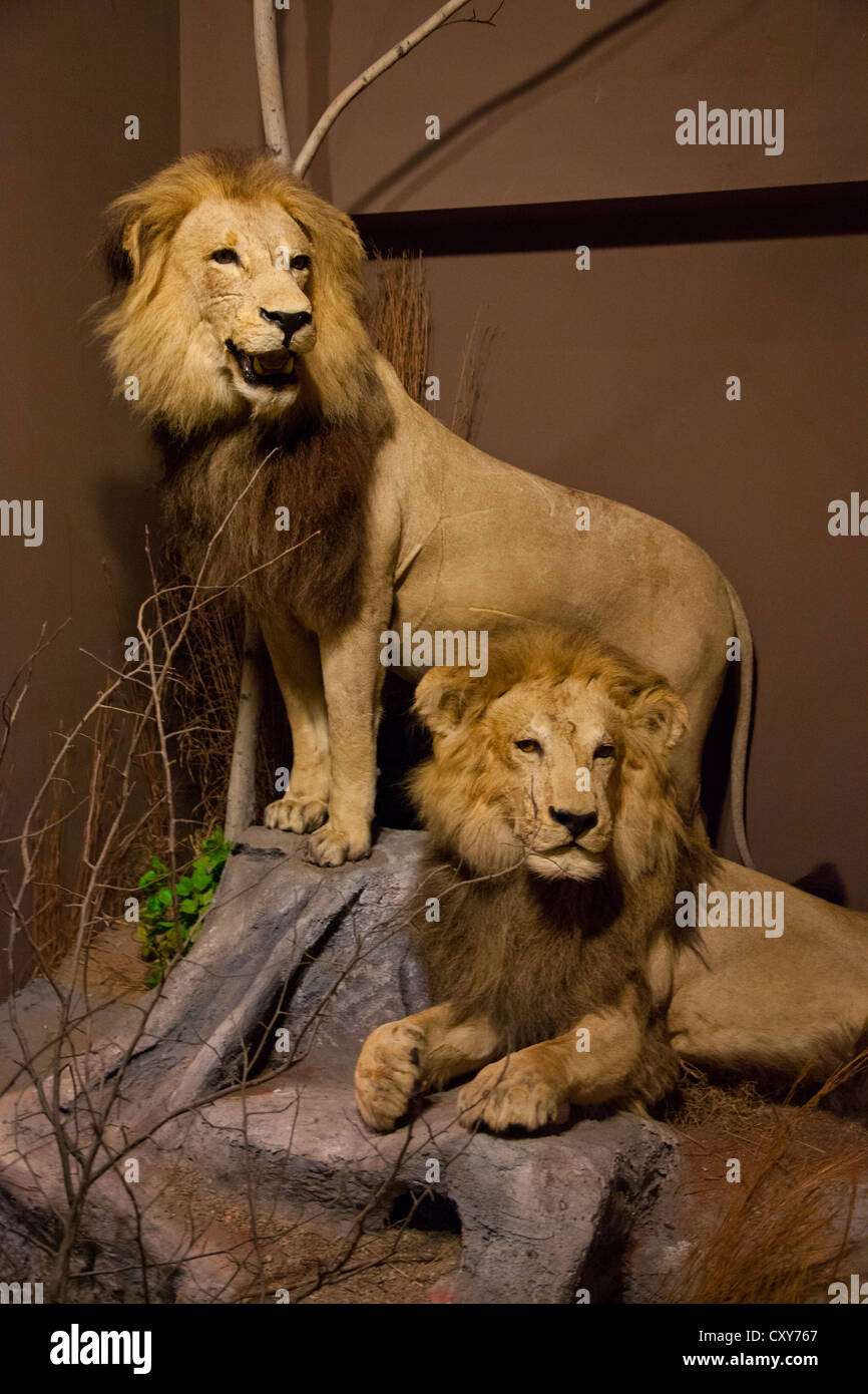 Springfield Science Museum MA Stock Photo - Alamy