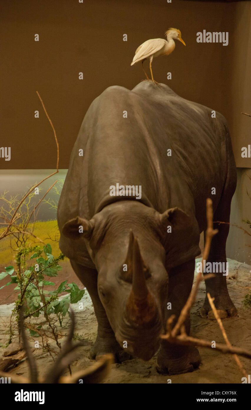 Springfield Science Museum MA Stock Photo - Alamy