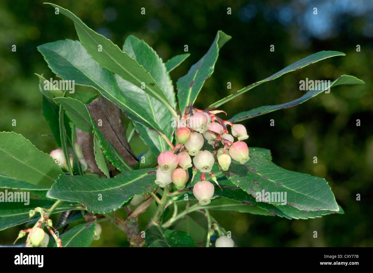 Strawberry Tree Arbutus unedo (Ericaceae Stock Photo - Alamy