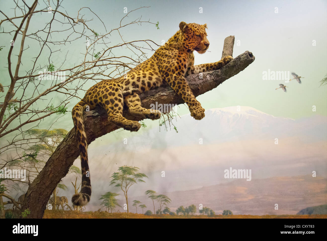 Springfield science museum hi-res stock photography and images - Alamy