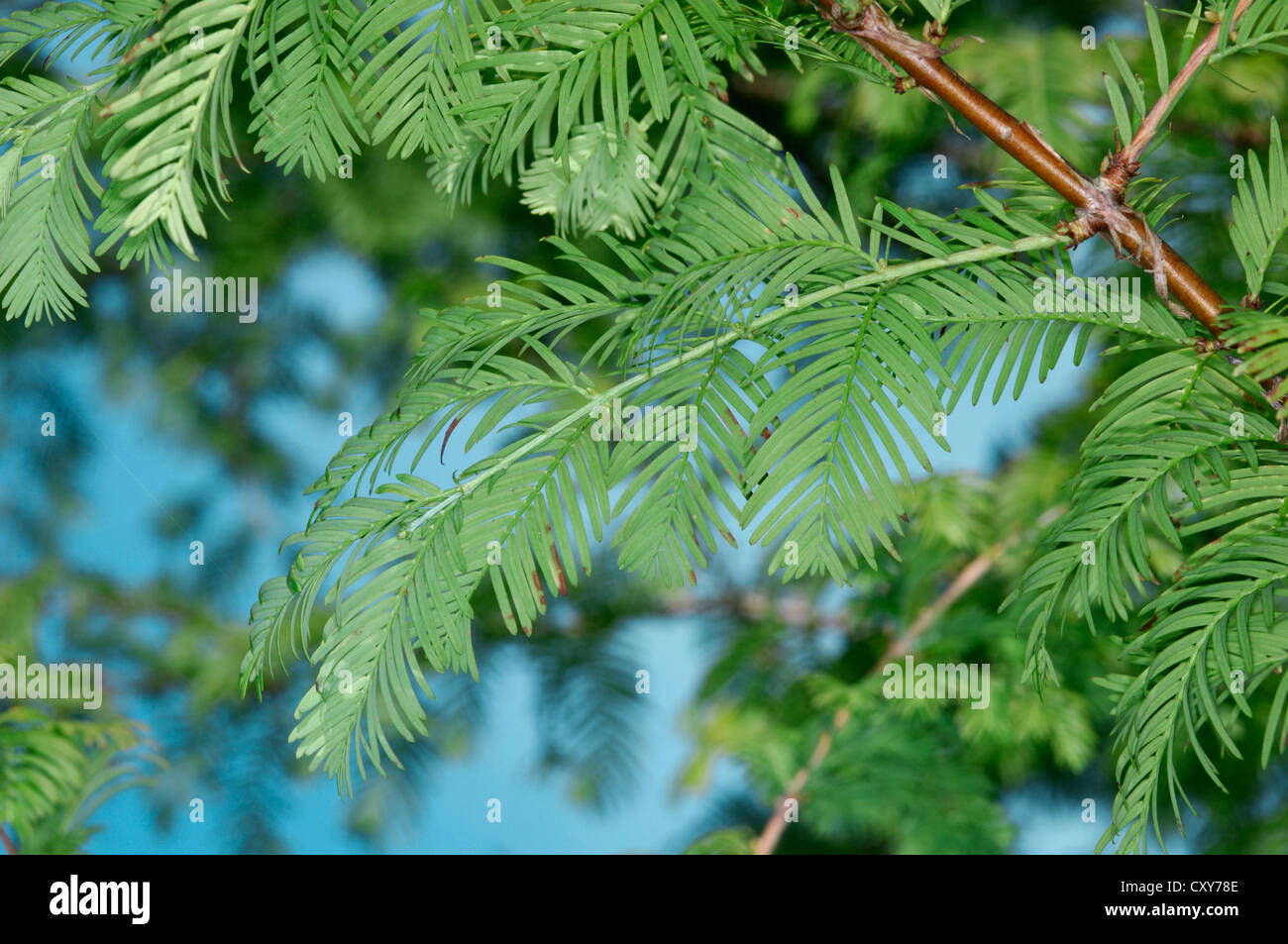 Dawn Redwood Metasequoia glyptostroboides (Taxodiaceae Stock Photo - Alamy