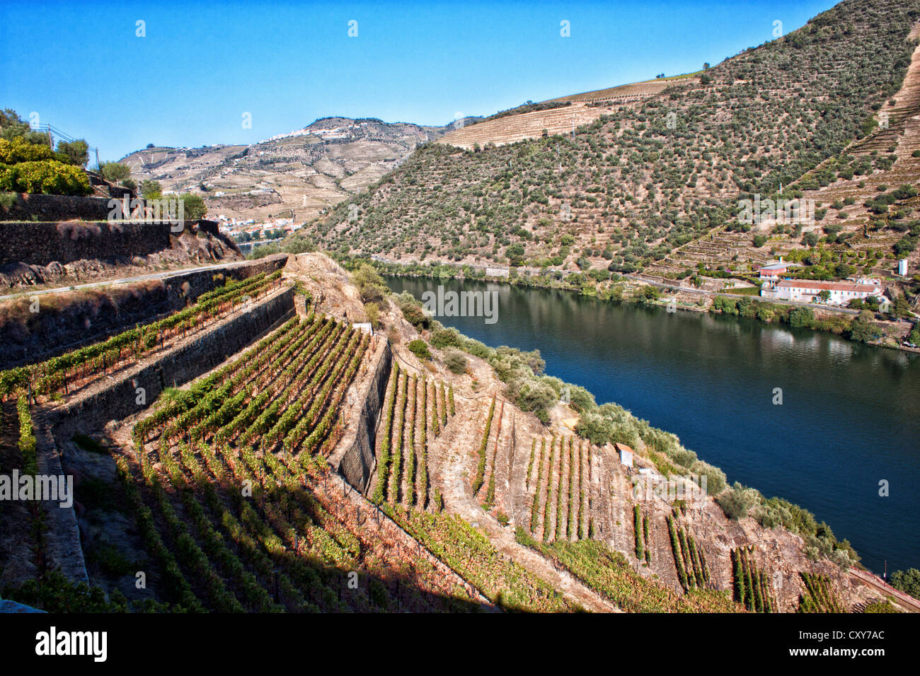 Landscape view of Douro region during harvest. Port wine region, in ...