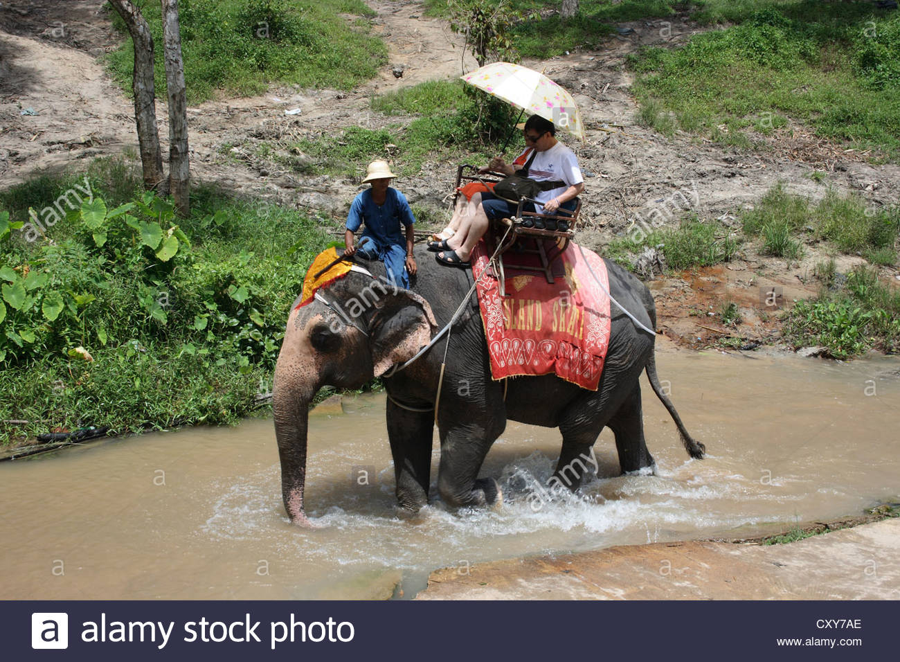 Phuket, Thailand Elephant Woman Stock Photos & Phuket, Thailand ...