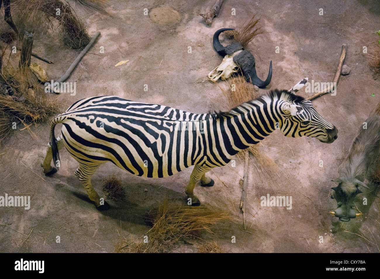 Springfield Science Museum MA Stock Photo - Alamy